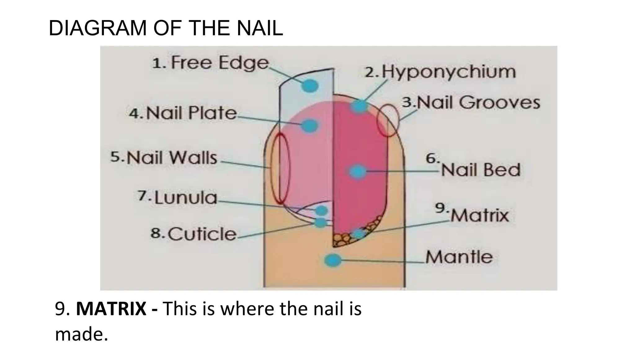 nailstructure-201202132438 (1).pptx | Nail Care | Beauty