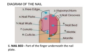 nailstructure-201202132438 (1).pptx | Nail Care | Beauty