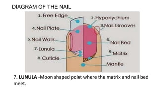 nailstructure-201202132438 (1).pptx | Nail Care | Beauty