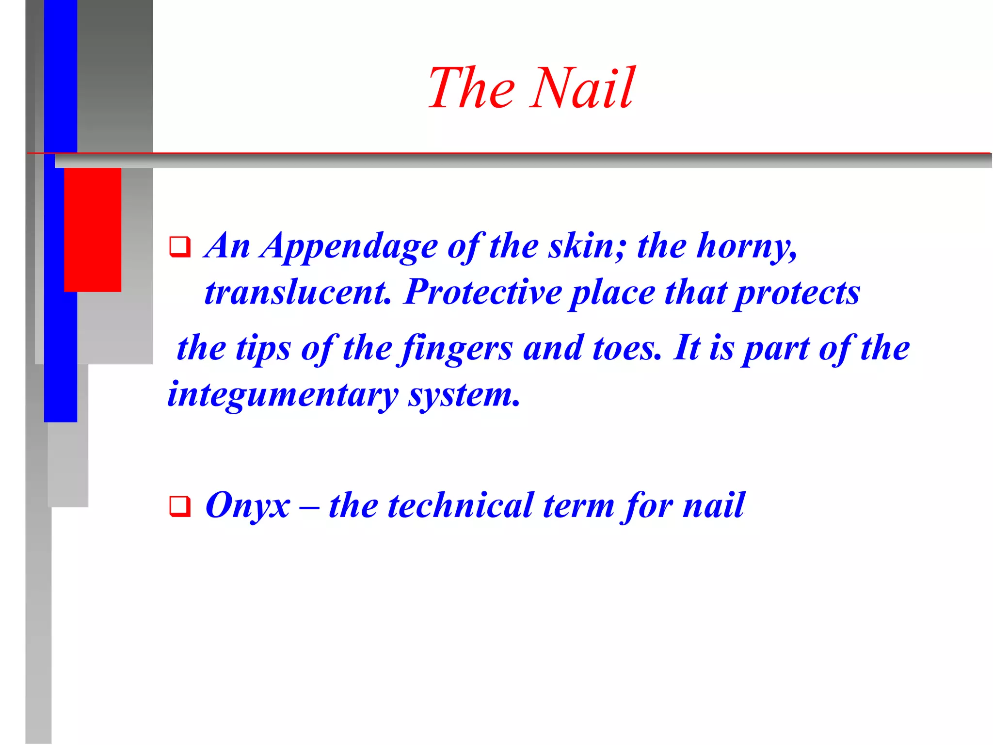Nail structure | PPT
