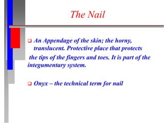 Nail structure | PPT