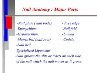 Nail structure | PPT