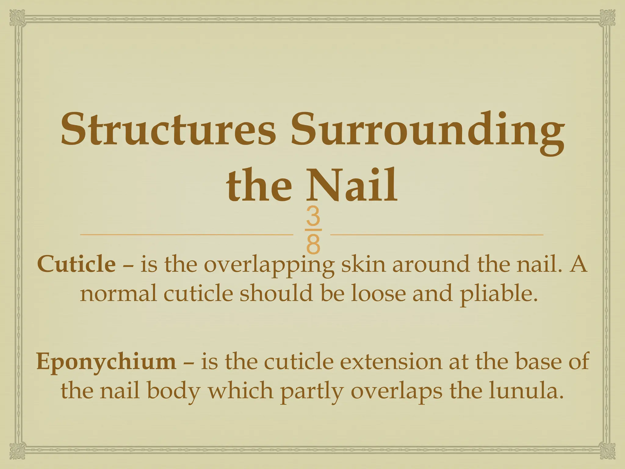 Nail Structure on humans that are i.pptx