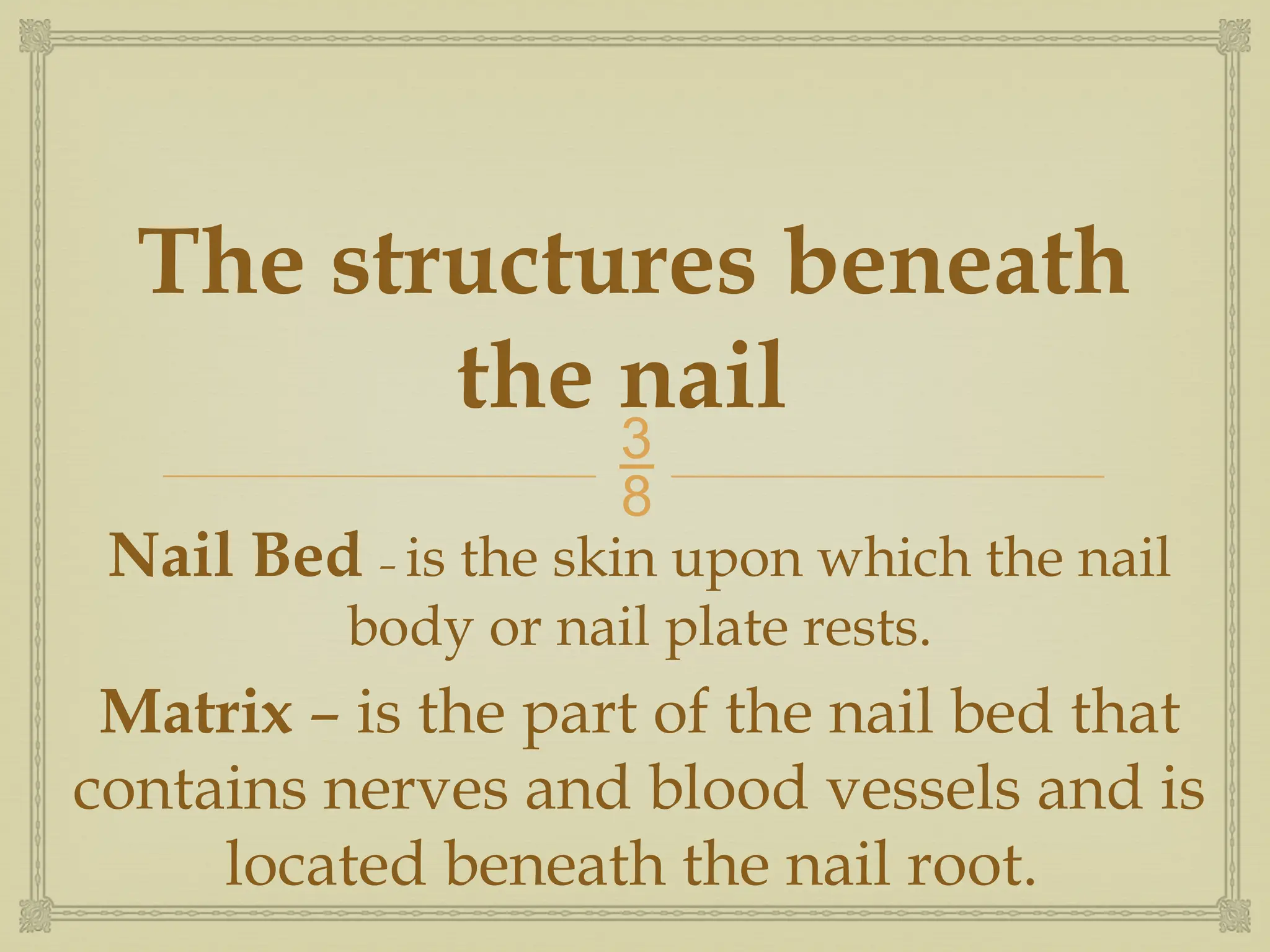 Nail Structure on humans that are i.pptx