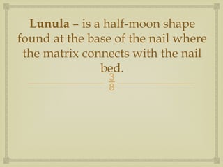 Nail Structure on humans that are i.pptx