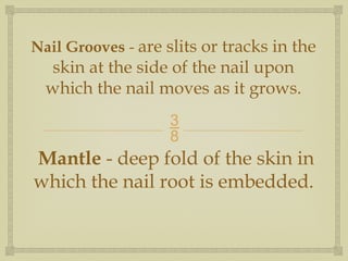 Nail Structure on humans that are i.pptx