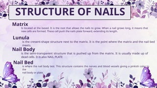 nail structure shape and designs G7.pptx