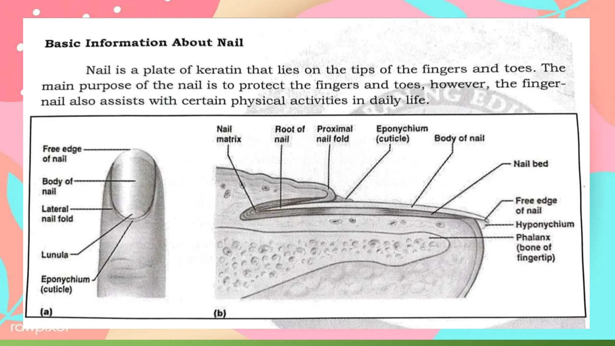 NAIL STRUCTURE AND SHAPES.pptx