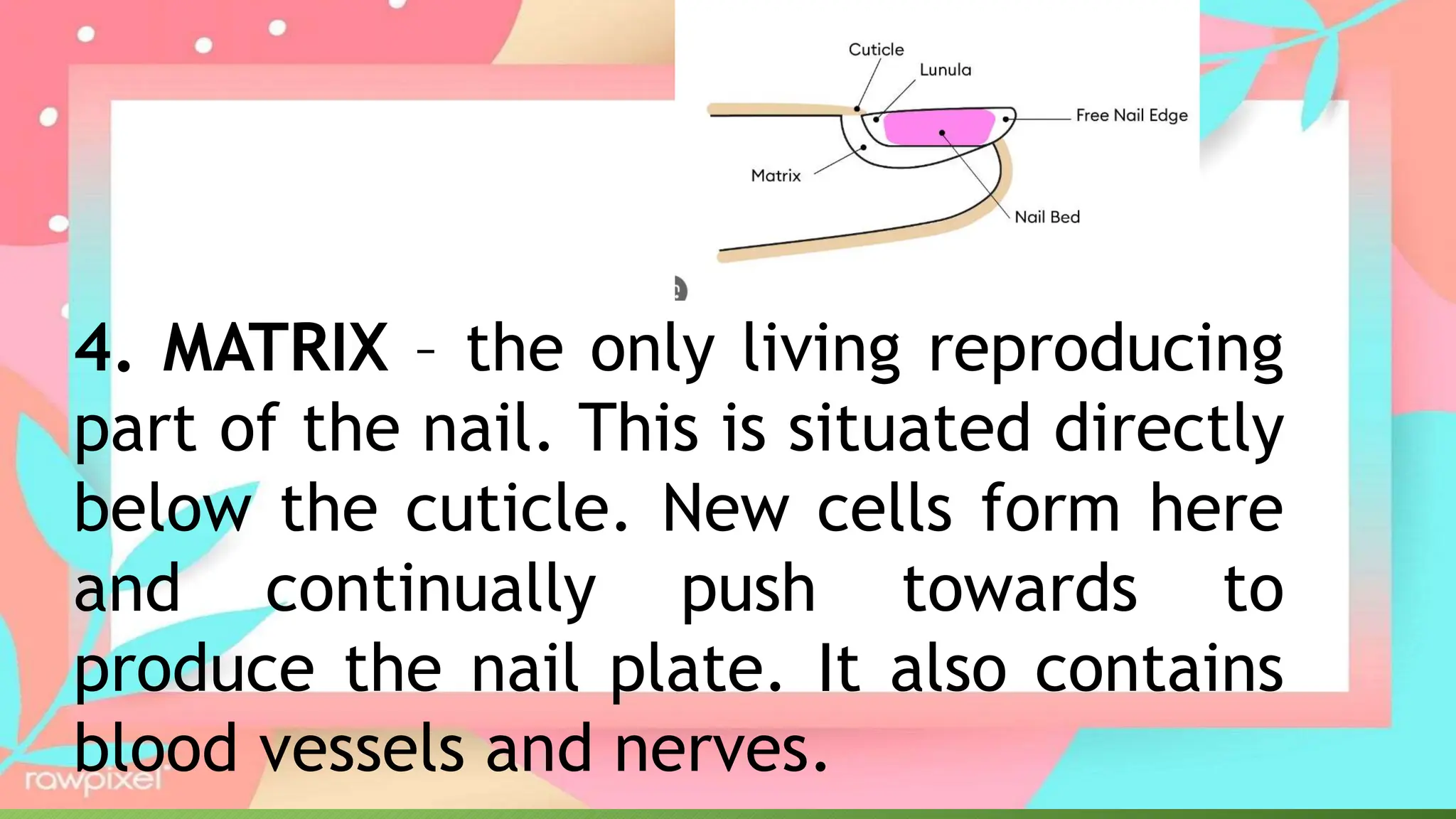 NAIL STRUCTURE AND SHAPES.pptx