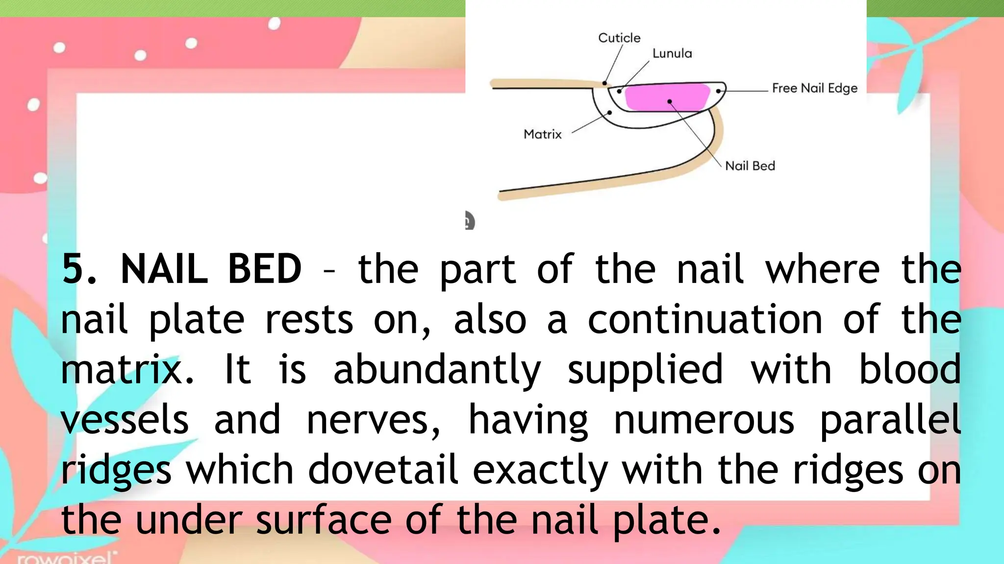 NAIL STRUCTURE AND SHAPES.pptx