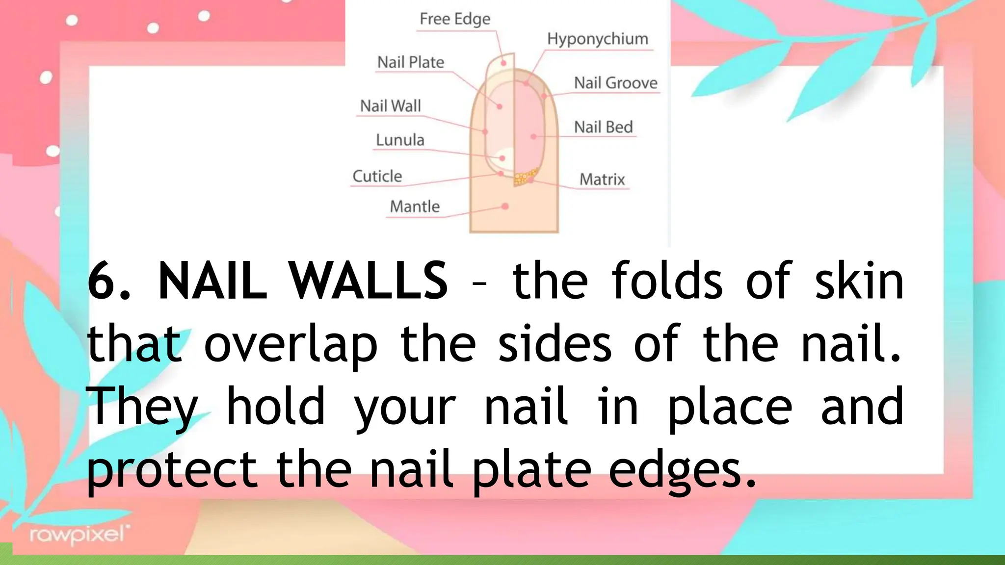 NAIL STRUCTURE AND SHAPES.pptx