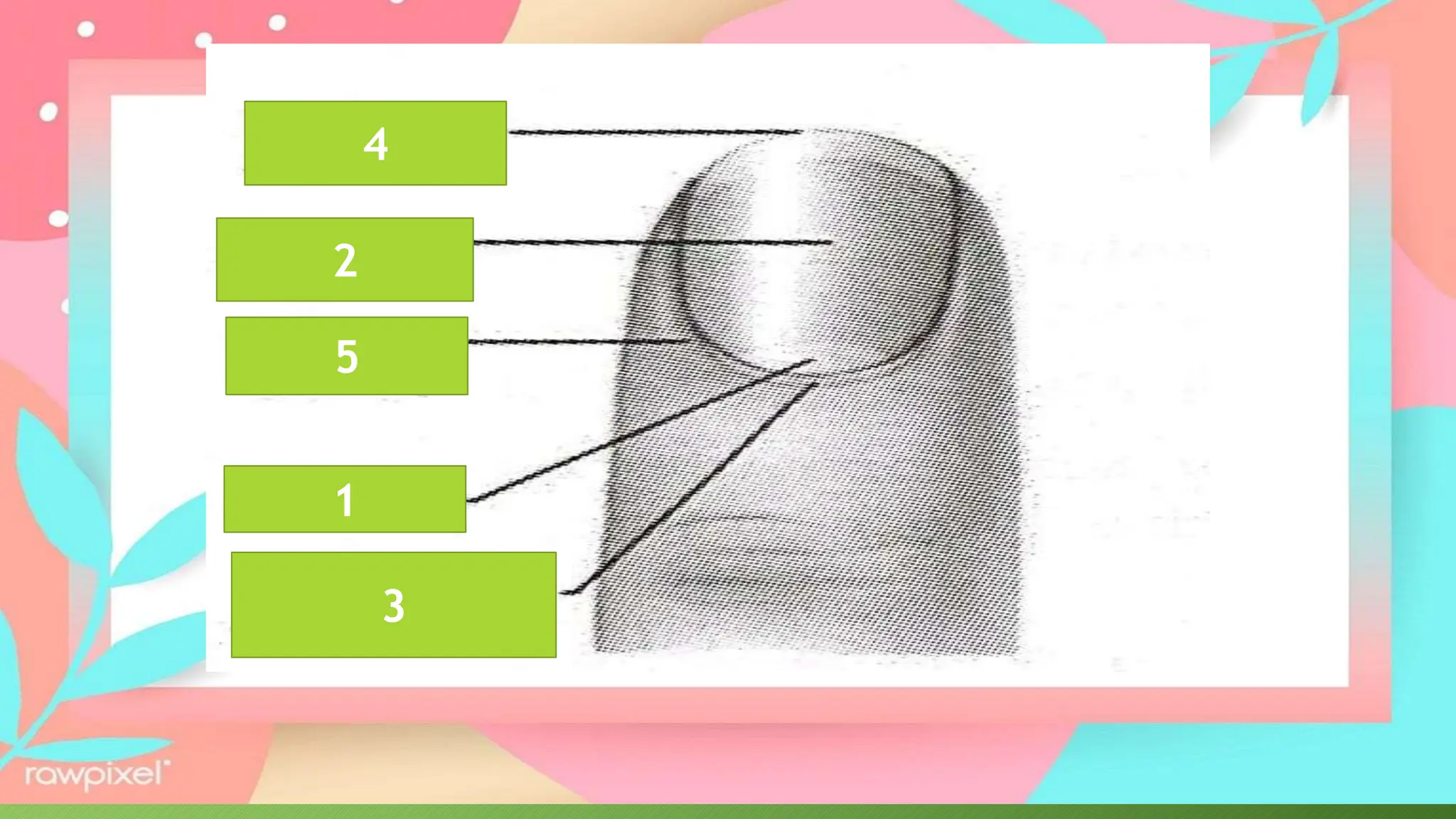 NAIL STRUCTURE AND SHAPES.pptx