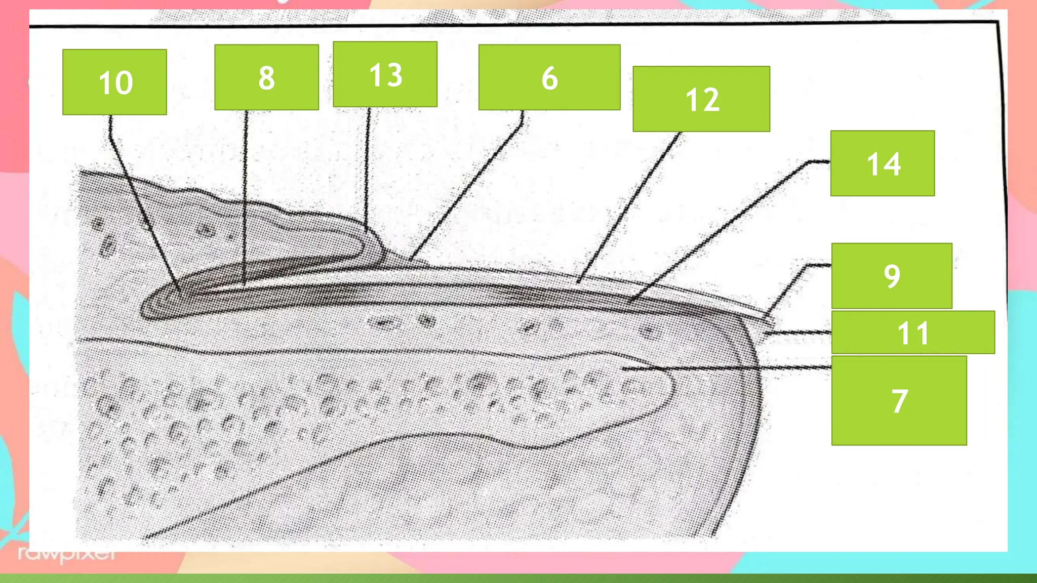 NAIL STRUCTURE AND SHAPES.pptx