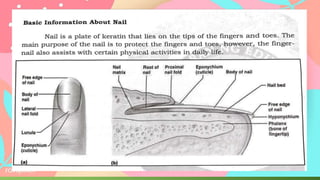 NAIL STRUCTURE AND SHAPES.pptx