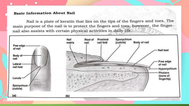 NAIL STRUCTURE AND SHAPES.pptx