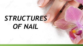 NAIL STRUCTURE AND SHAPES.pptx