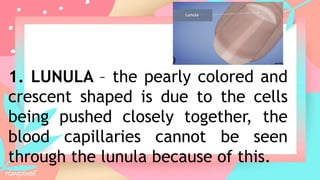 NAIL STRUCTURE AND SHAPES.pptx