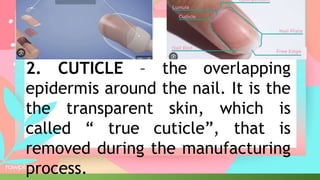 NAIL STRUCTURE AND SHAPES.pptx