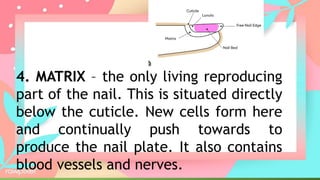 NAIL STRUCTURE AND SHAPES.pptx