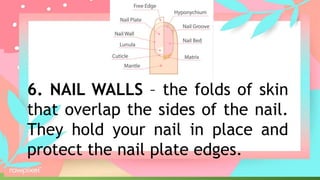 NAIL STRUCTURE AND SHAPES.pptx