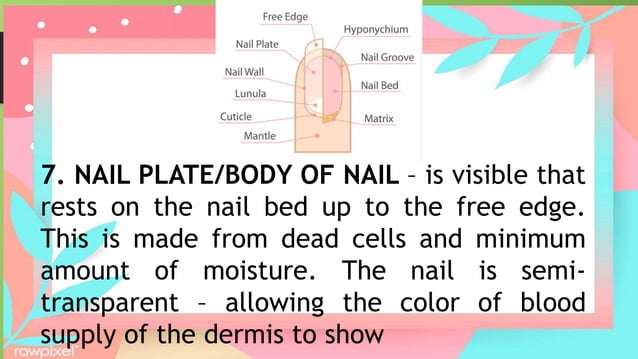 NAIL STRUCTURE AND SHAPES.pptx