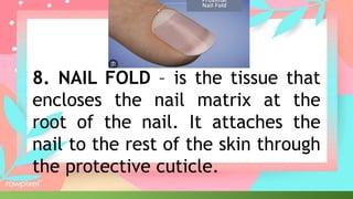 NAIL STRUCTURE AND SHAPES.pptx