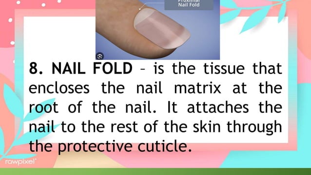 NAIL STRUCTURE AND SHAPES.pptx