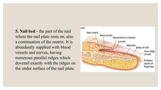 Nail Structures and Shapes.pptx gRADE7 T | PPTX
