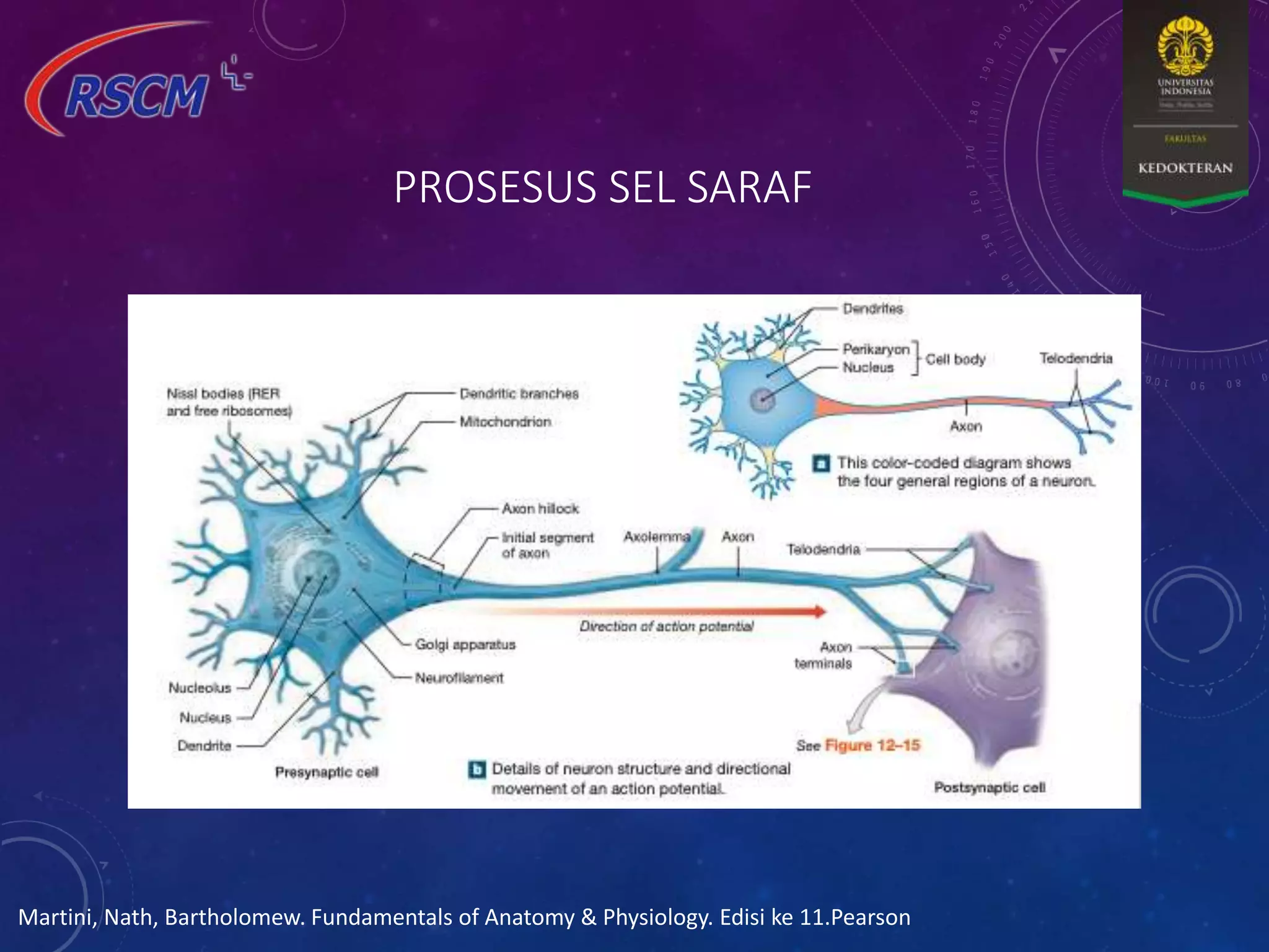 NA I Neurobiologi IR.pptx