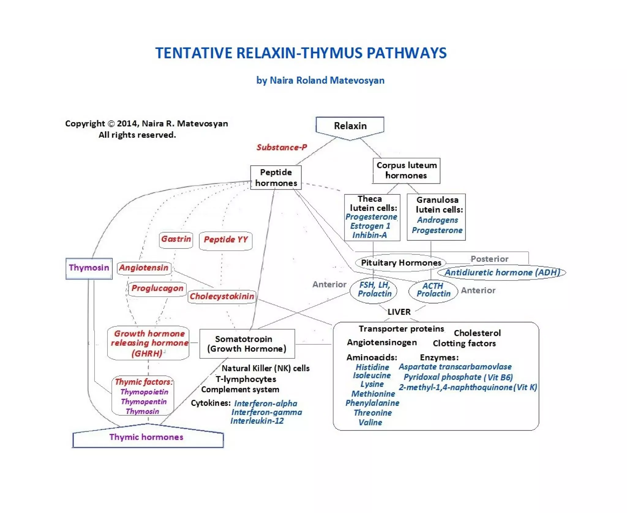 Tentative Relaxin-Thymus Pathways | PPT