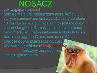 Najbrzydsze zwierzęta świata | PPTX