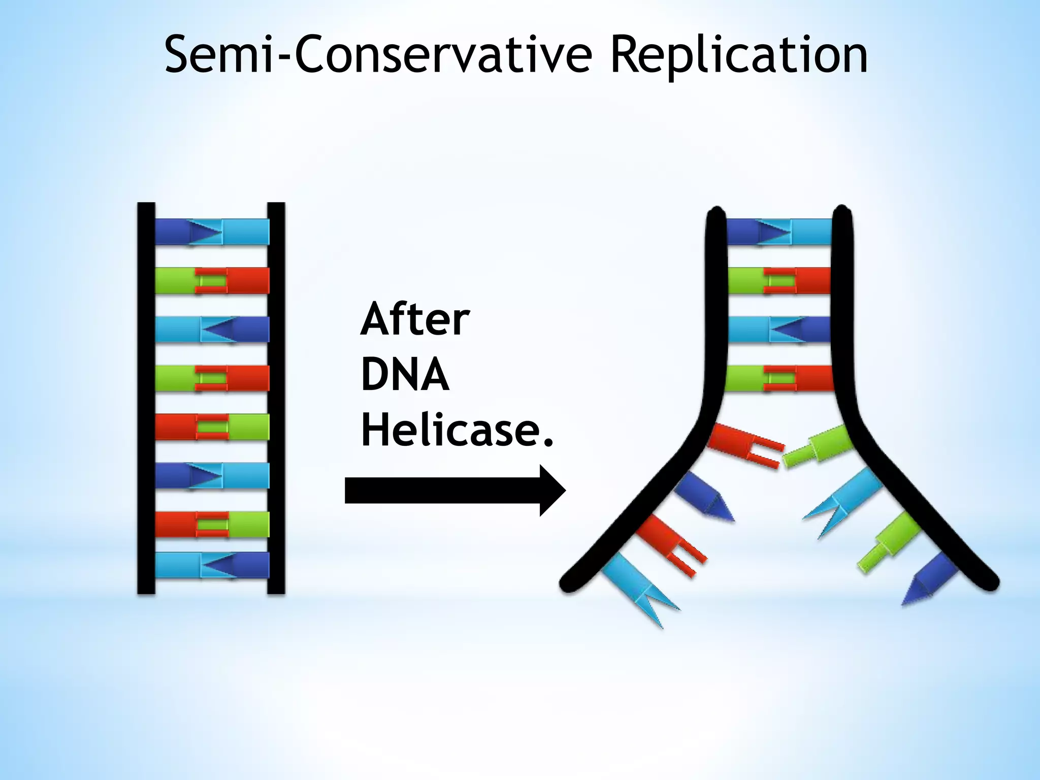 DNA replication | PPTX