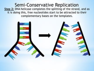DNA replication | PPTX