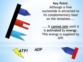 DNA replication | PPTX