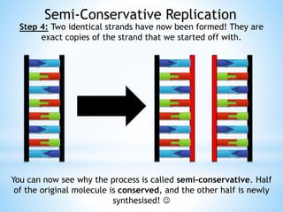DNA replication | PPTX