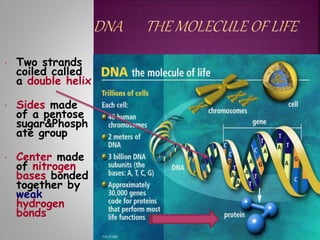 DNA replication | PPTX