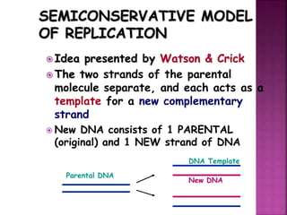 DNA replication | PPTX