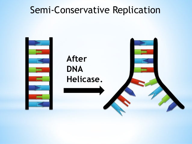 DNA replication