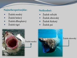 Najnebezpečnejšie žraloky- Ivana Tomičová | PPTX