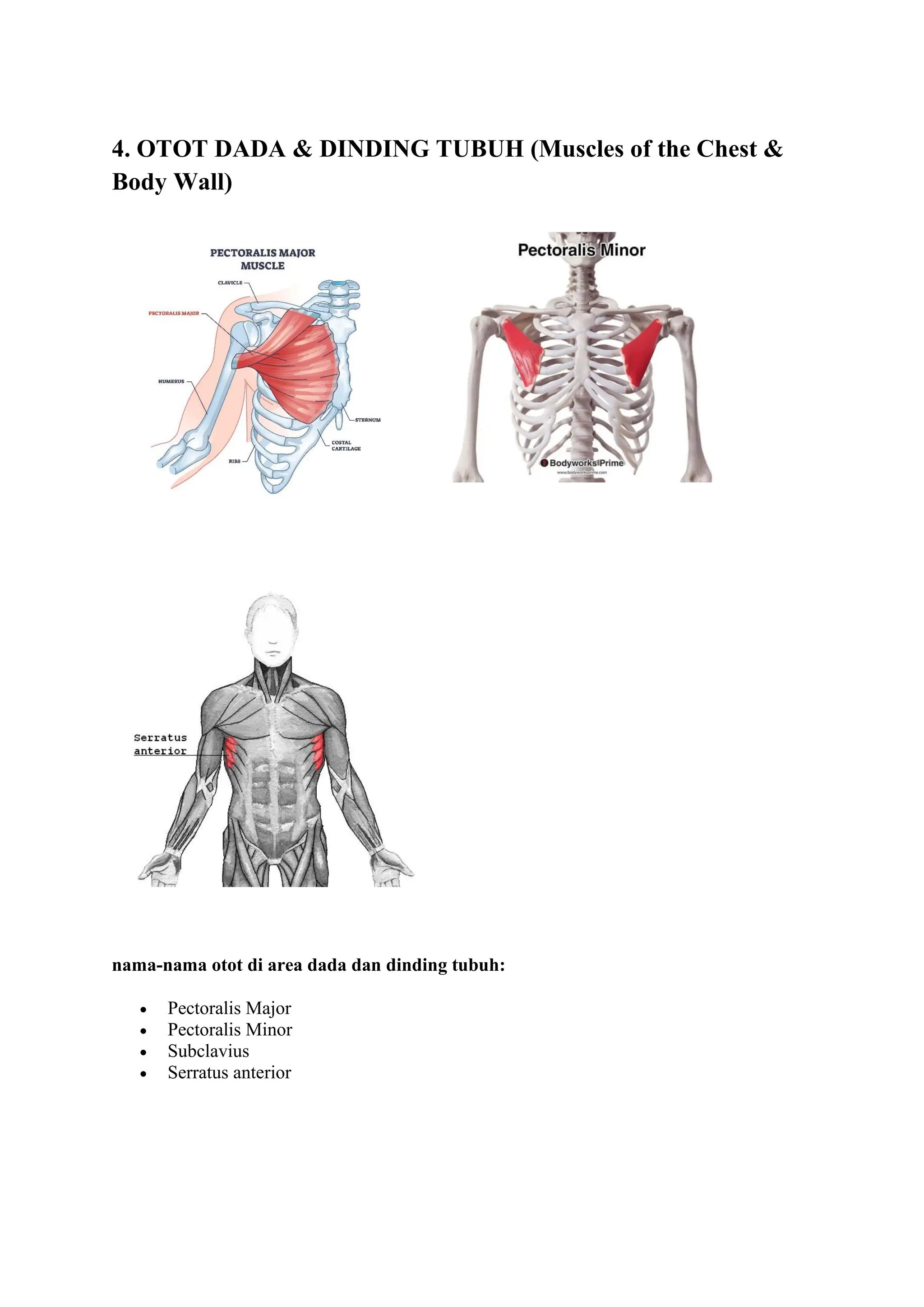 NAMA-NAMA OTOT PADA MANUSIA/NAMES OF MUSCLES IN HUMANS | PDF