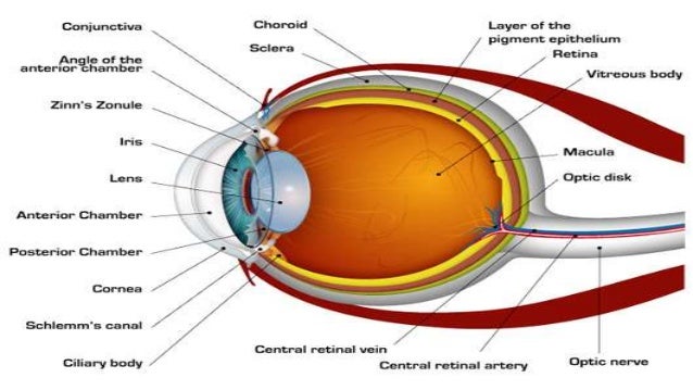 Optical System Of Eye