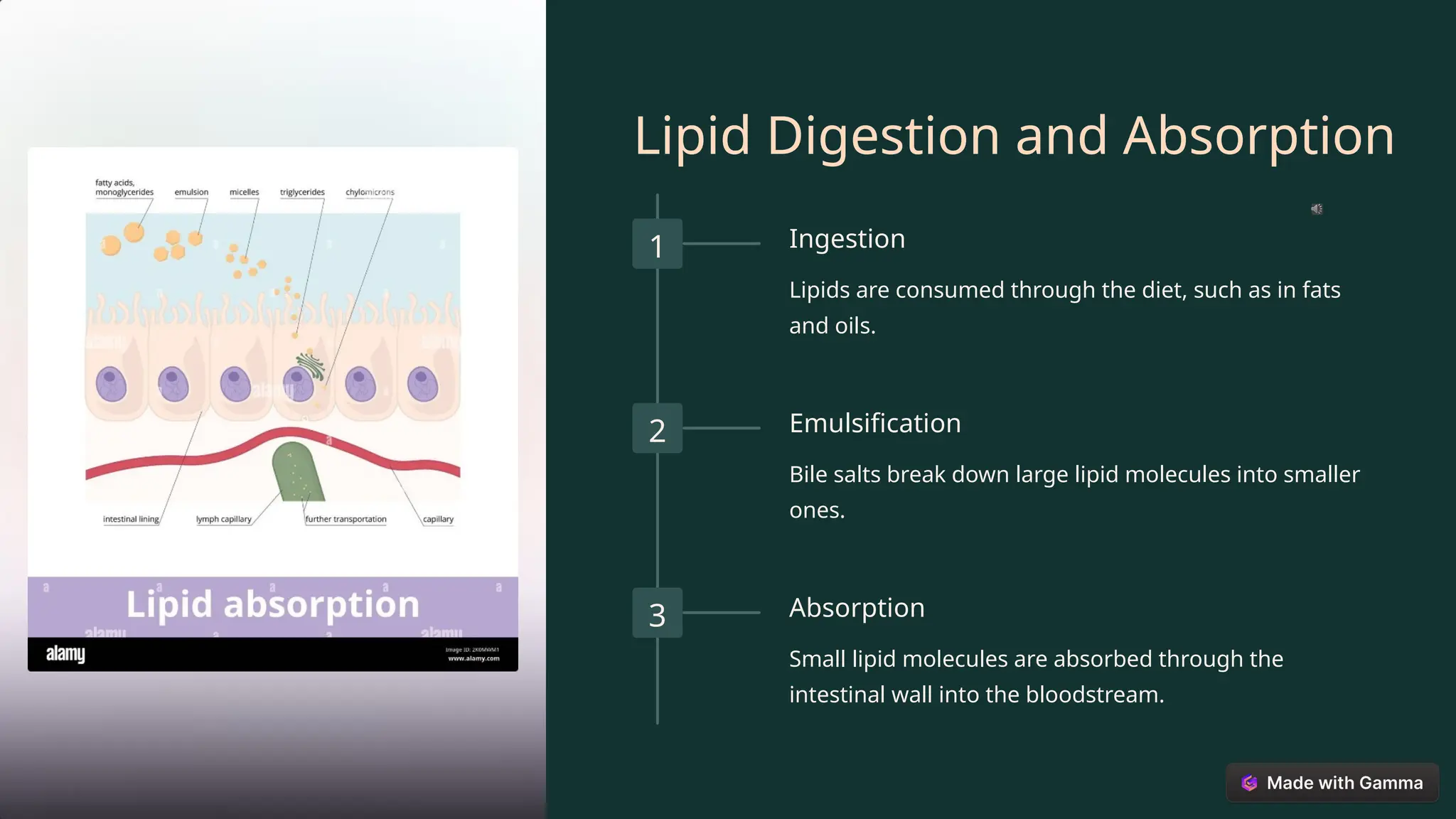 lipids: the essential micronutrients in biology | PPTX