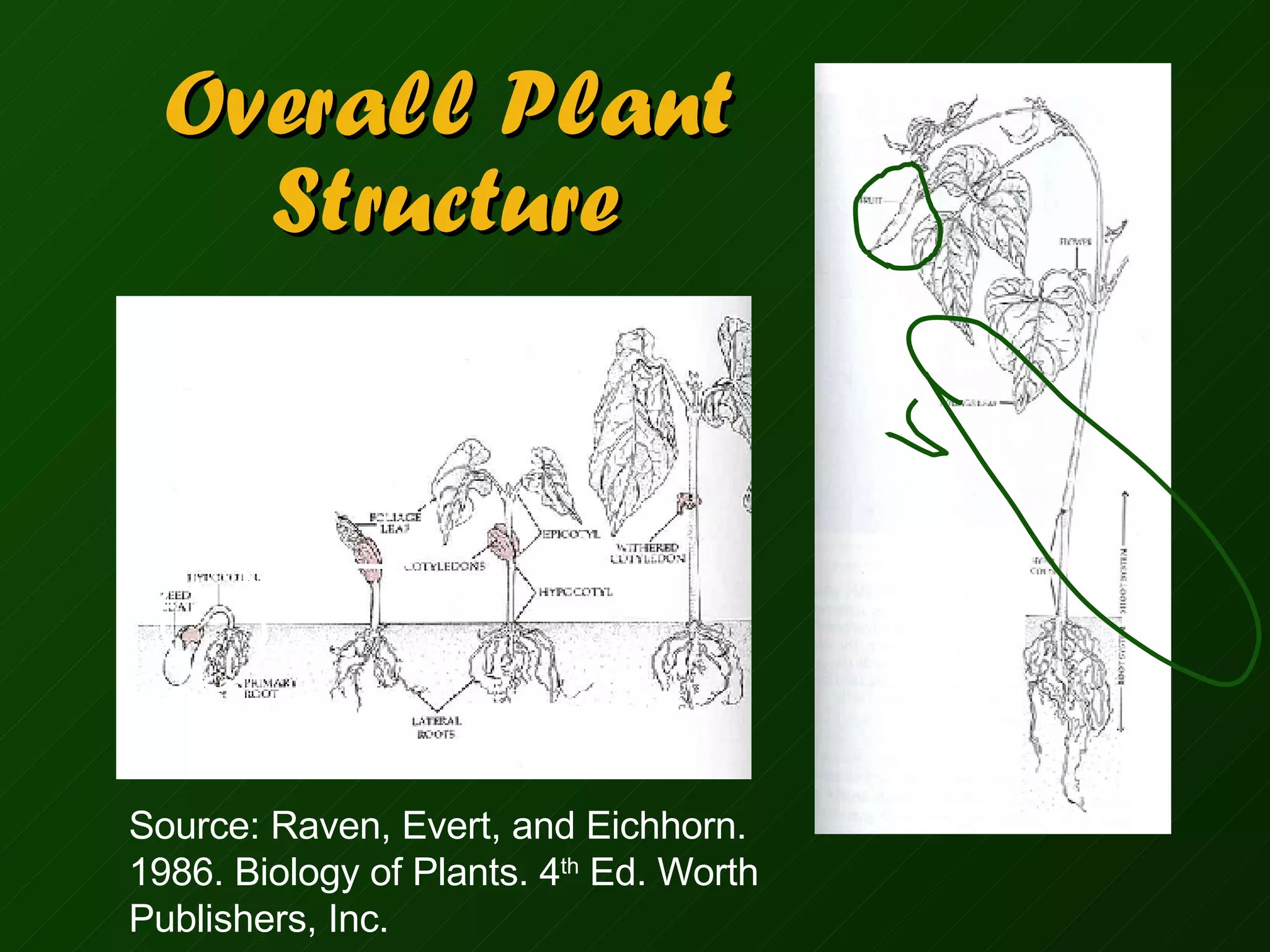 Name That Plant Part | PPT