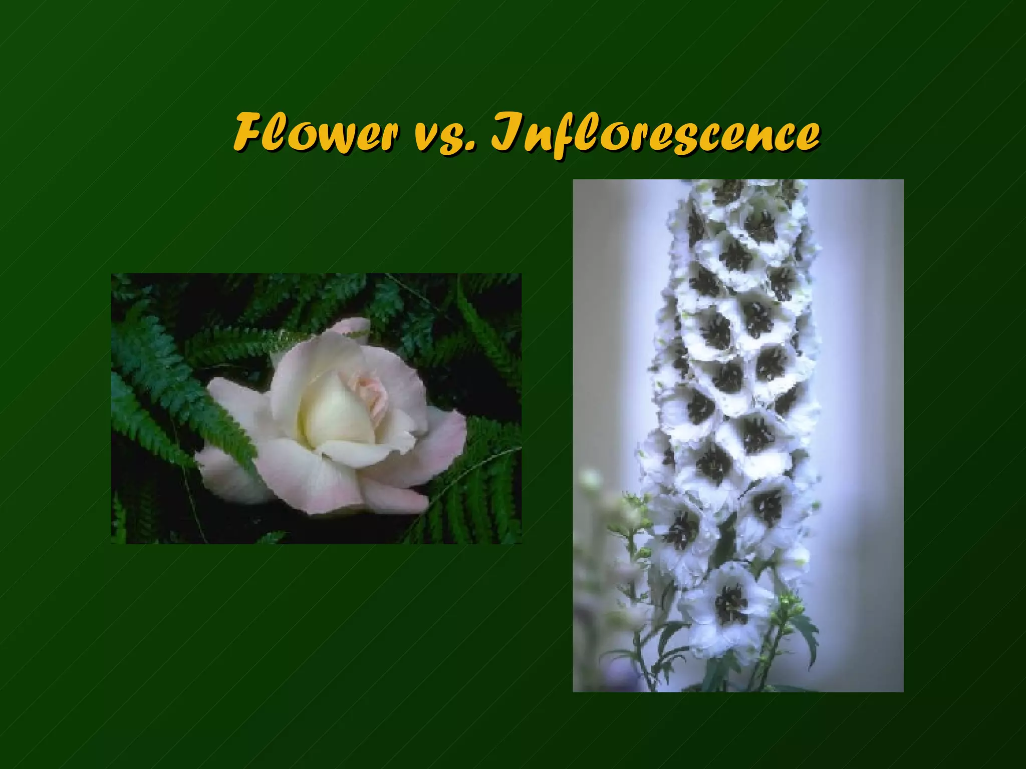 Name That Plant Part | PPT