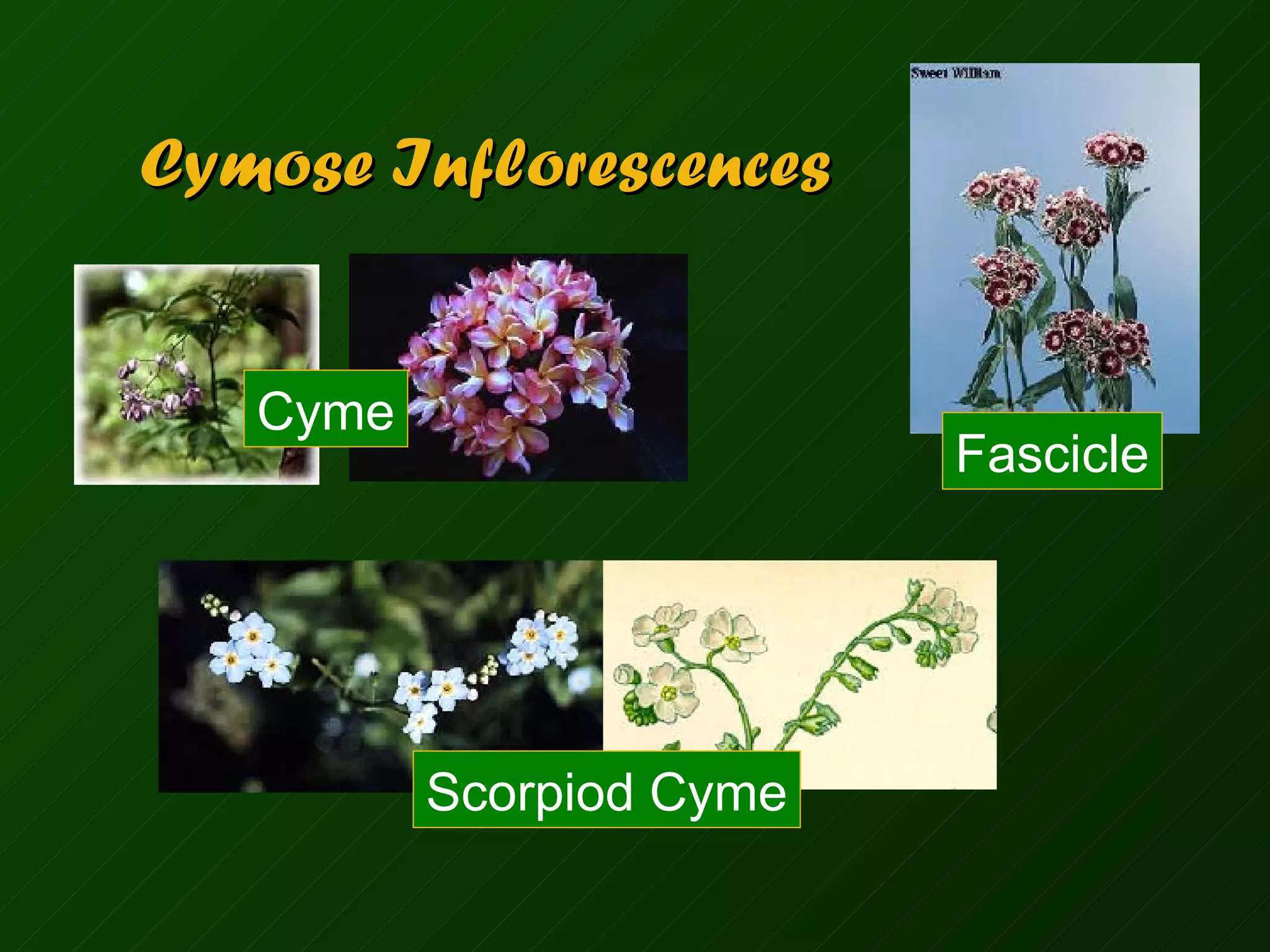 Name That Plant Part | PPT