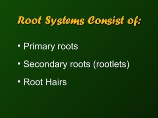 Name That Plant Part | PPT
