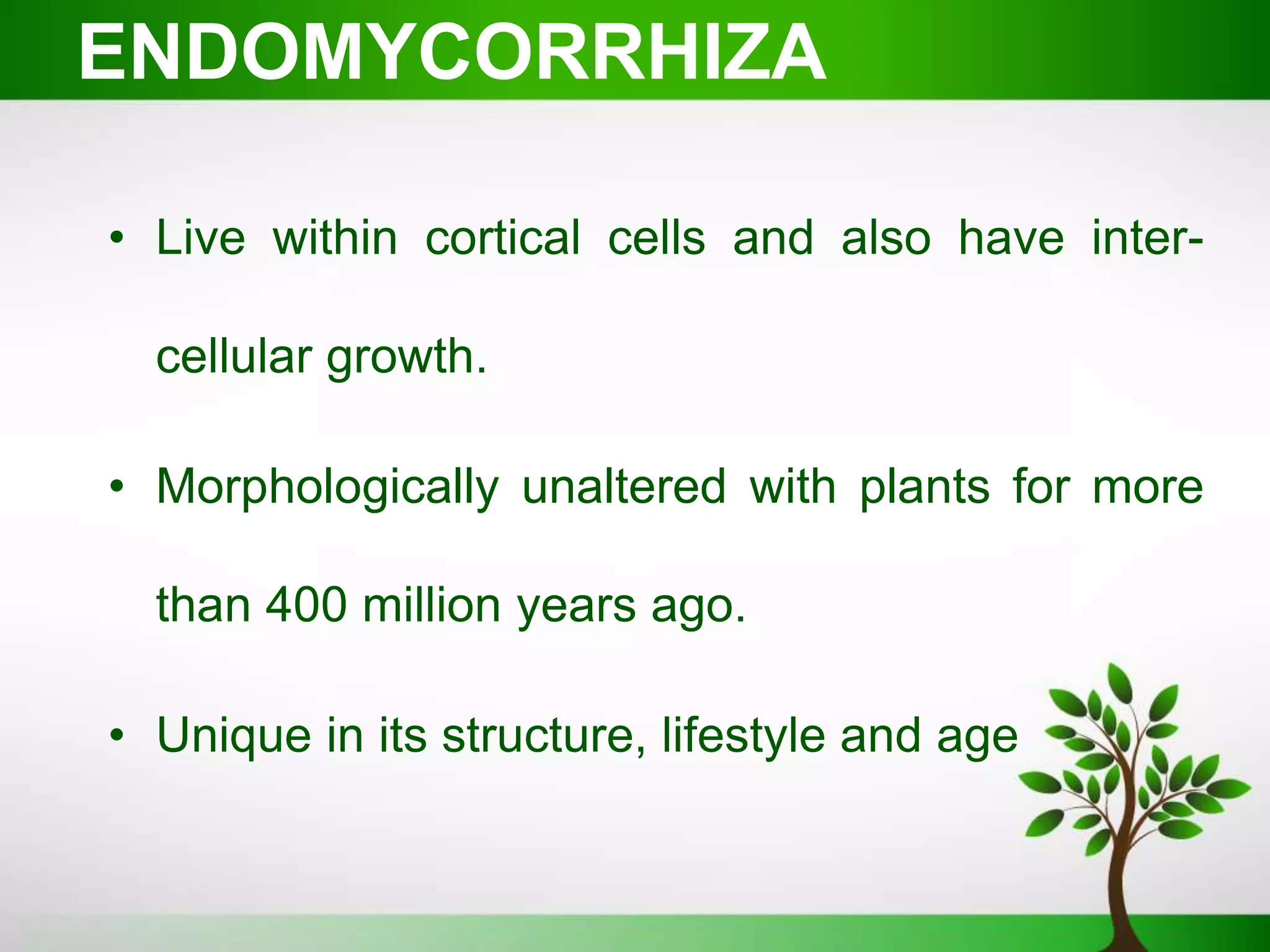 introduction to mycorrhizae and its role in P uptake | PPTX