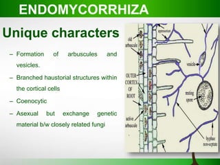 introduction to mycorrhizae and its role in P uptake | PPTX