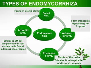 introduction to mycorrhizae and its role in P uptake | PPTX