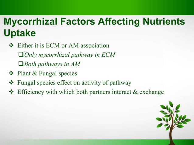 introduction to mycorrhizae and its role in P uptake | PPTX